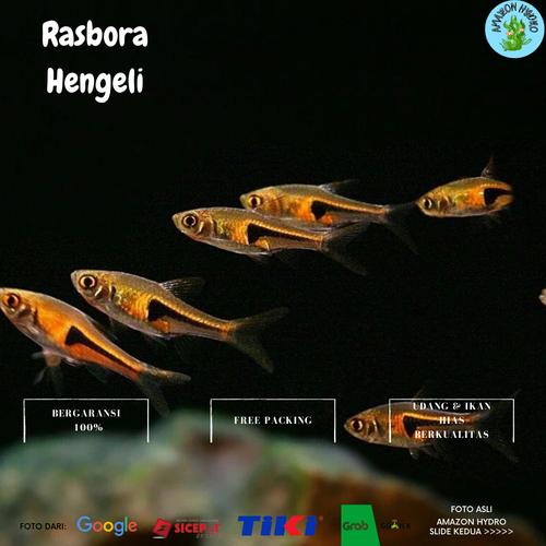 Jual RASBORA HENGELI Rasbora glowlight ikan hias rasbora ikan air tawar ...