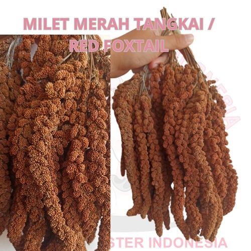 Jual Red Milet Spray's - Milet merah tangkai - Jewawut - red Foxtail ...