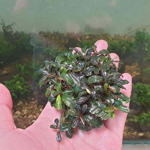 Jual Tanaman Bucephalandra Mini / Buce Mini - Kota Bandung - Sherilqa ...