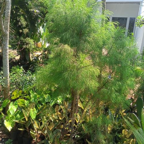 Jual tanaman hias cemara balon ukuran 2 meter - Kota Depok - Tanaman ...
