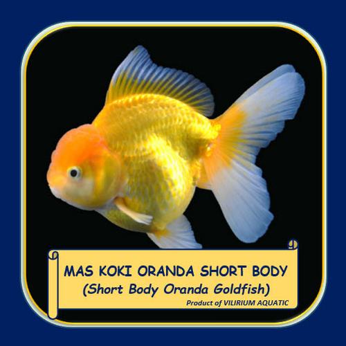 Jual IKAN HIAS AIR TAWAR - MAS KOKI ORANDA SHORT BODY - 2"(±5cm ...