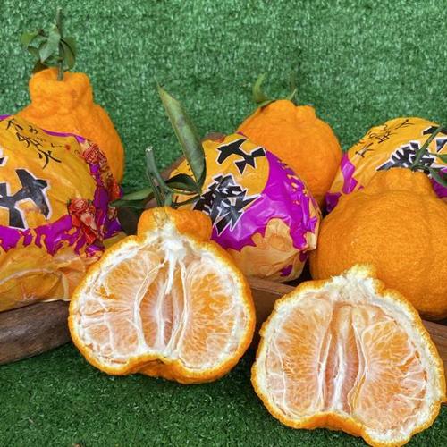 Jual JERUK CHUNJIAN / PAPAGAN - 1 Kg - Jakarta Timur - Kilat Alpukat ...