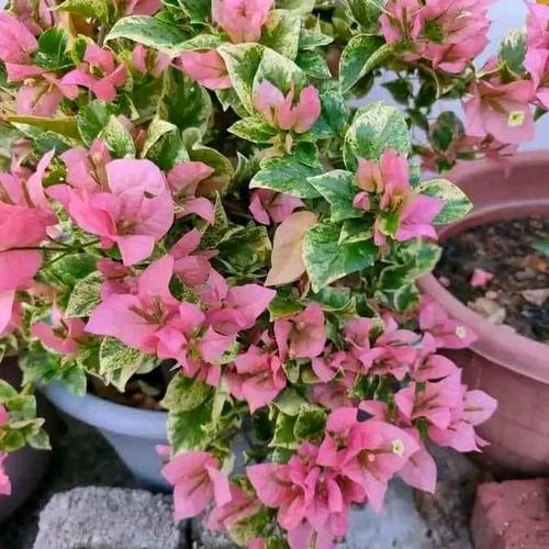 Jual tanaman hias bugenvil bunga ungu-orange-pink-pink pudar tanaman ...