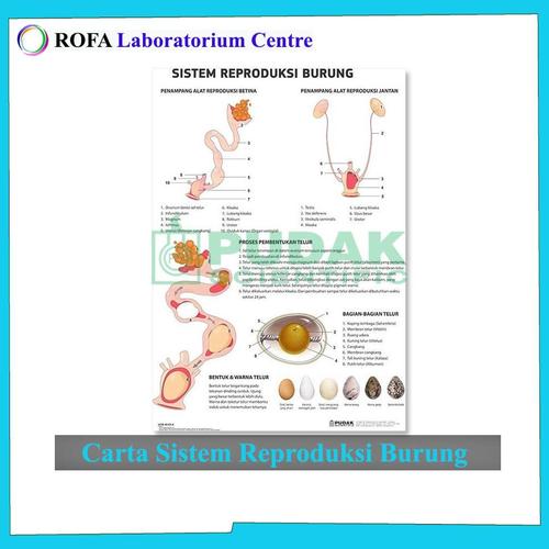 Jual Ready Stock Carta Sistem Reproduksi Burung Carta Biologi Carta Ipa ...