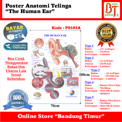 Jual POSTER SISTEM INDERA THE HUMAN EAR - Ban.Flexi Korea - Kab ...