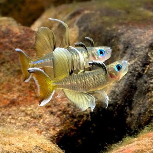 Jual pseudomugil signifer / pacific blue eye - Jakarta Timur - Arsyila ...