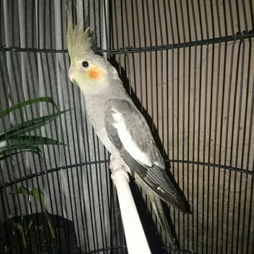 Jual burung falk / parkit australi jenis grey - Kota Surabaya - CARLAN ...