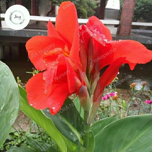 Jual Bunga Kana Merah Tanaman - Kota Tangerang Selatan - JURA Nursery ...