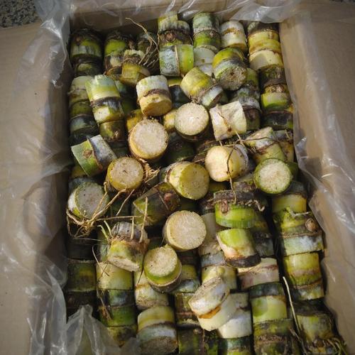 Jual tebu ijo kediri kualitas unggul,bibit tebu herbal kaya manfaat ...