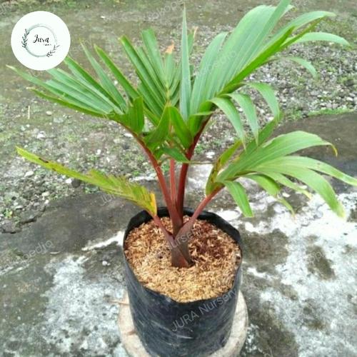 Jual Tanaman Hias Palem Botol Merah - Kota Tangerang Selatan - JURA ...