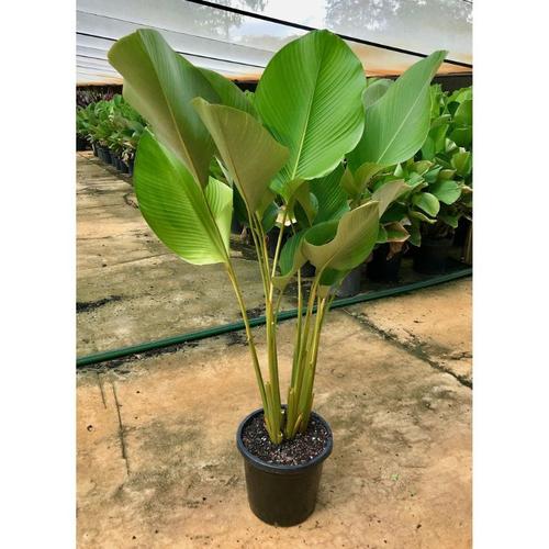 Jual Tanaman hias Calathea Luthea Pisang/ Calathea Pisang Pisangan ...
