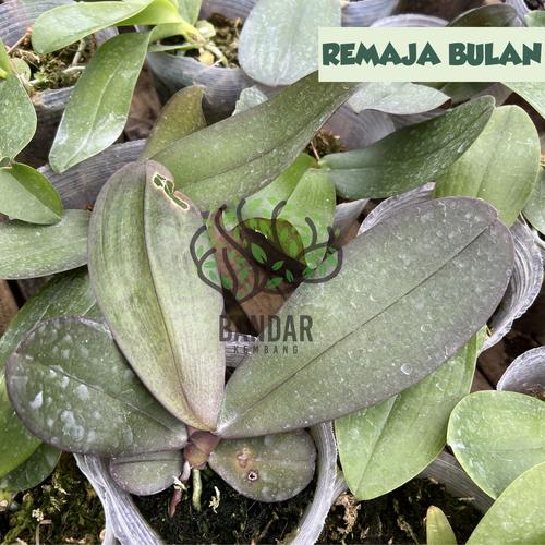Jual Anggrek Bulan Remaja (IMPORT) Tanaman Bunga Langka Anggrek Premium ...