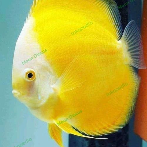 Jual Ikan Discus Golden Yellow Ogon - Ukuran 3 in inch inci 3.0" - Kota ...