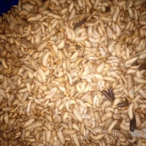 Jual maggot bsf terapi diabetes - Jakarta Timur - HANDZAKA | Tokopedia