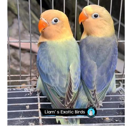 Jual Burung Lovebird Parblue Violet Sepasang - Jakarta Timur - Liam' s ...