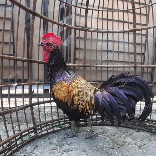 Jual ayam bekisar jalak wido gacor - Kota Tangerang - Aretha9 | Tokopedia