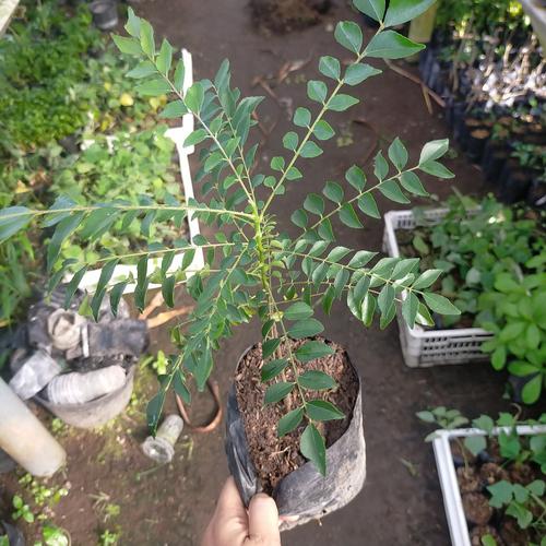 Jual bibit tanaman daun kari koja/salam koja - Kab. Sleman - Lensi Jopa ...