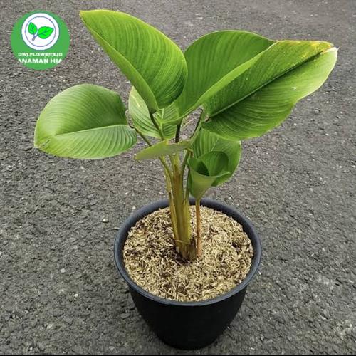 Promo Tanaman Hias Indoor Pisang Calathea Lutea Tanaman Hidup Calatea ...