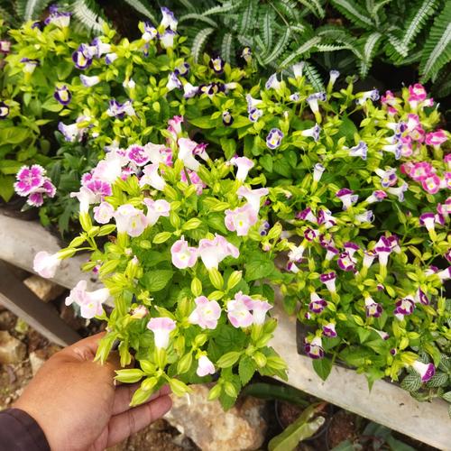 Promo tanaman hias bunga teronia / terompet - Kota Tangerang Selatan ...