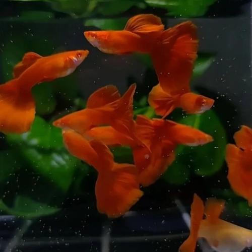 Jual IKAN HIAS AQUASCAPE GUPPY AFR (Albino Full Red) GREAD A - betina - Kota Depok - jayaguppy ...