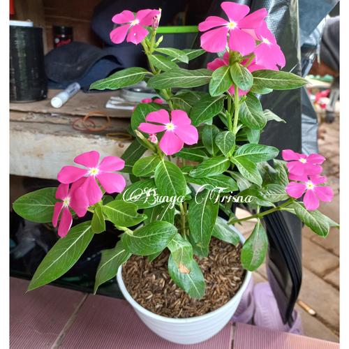 Jual Tanaman hias bunga tapak dara / vinca tapak dara plus pot bunga ...