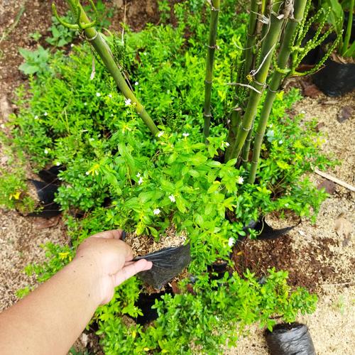 Jual tanaman hias taiwan beauty bunga putih - Kota Tangerang Selatan ...