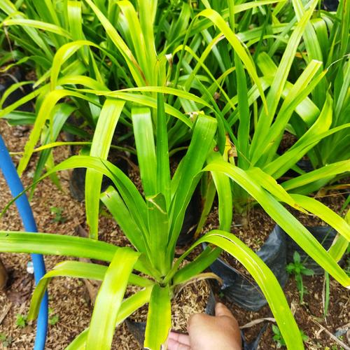 Promo tanaman hias daun pandan bali - Kota Tangerang Selatan - Sumber ...