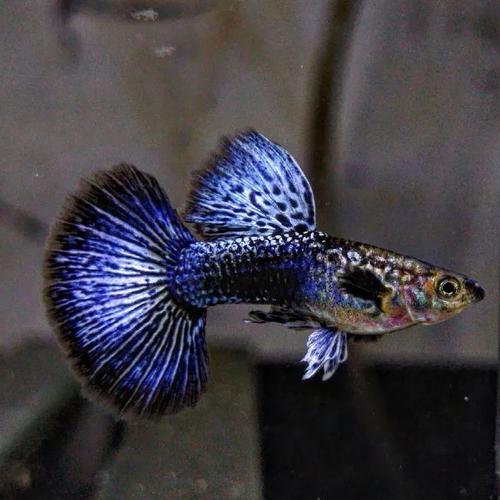 Jual Ikan Hias Guppy blue dragon - betina - Kota Depok - jayaguppy | Tokopedia