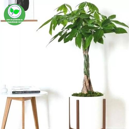 Promo Tanaman Hias Indoor Pachira Kepang Pohon Uang Pacira Tanaman Hoki ...