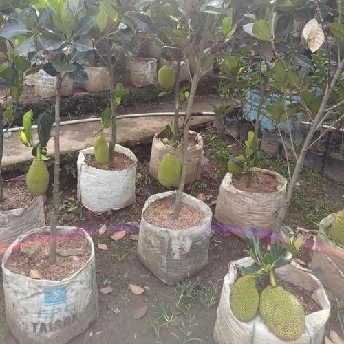 Jual Bibit Pohon Nangka Mini Madu Berbuah/Pohon Nangka Orange - Kota ...