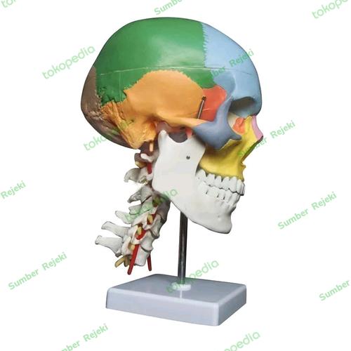 Jual Model Anatomi Product Item:Colored Function Skull Cervical Vertebrae - Jakarta Utara ...