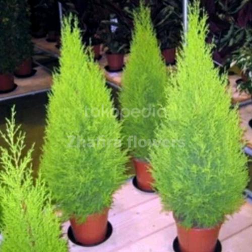 Jual Tanaman hias Cemara balon / Cemara casuarina sumatrana - Kota ...
