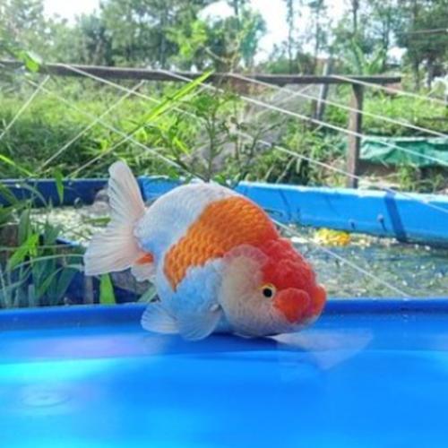 Jual ikan mas koki rancu lionchu / rancu red white - Kota Tangerang ...