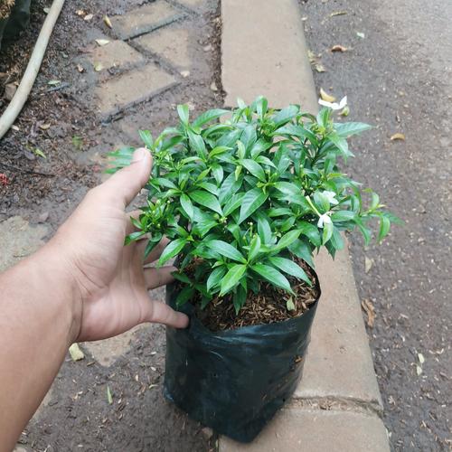 Jual Tanaman sabrina putih, melati jepang mini, sabrina mini hijau ...