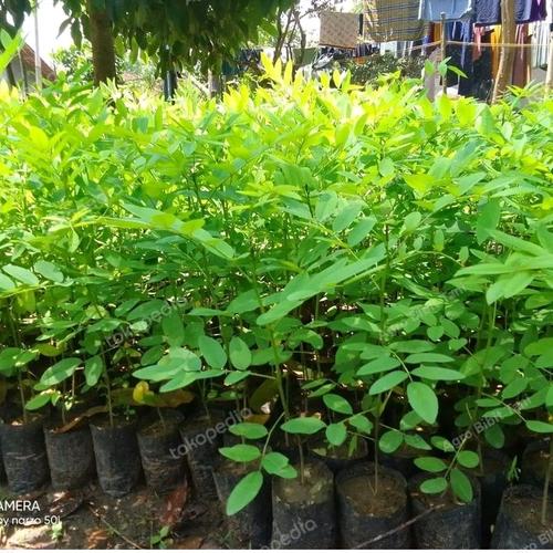 Jual Pohon Bibit Tanaman Indigofera,Pohon Indigofera - Kab. Kediri ...