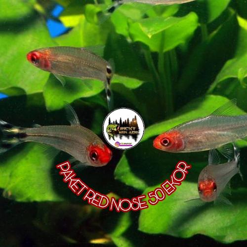 Jual PAKET RED NOSE TETRA | 50 EKOR - Kota Bekasi - RICKY MEN AER ...