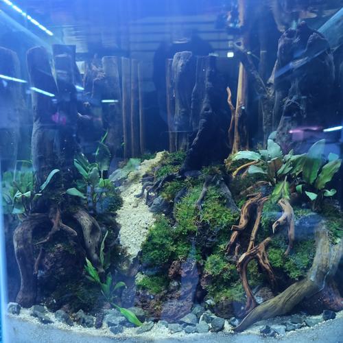 Promo Aquascape Design Tema Jungle Style utk Tank 40 Cm x 35 Cm x 40 Cm ...