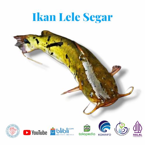 Jual Ikan Lele Segar/Hidup 1 Kg - Kota Tangerang - PT RIVEL FOOD ...