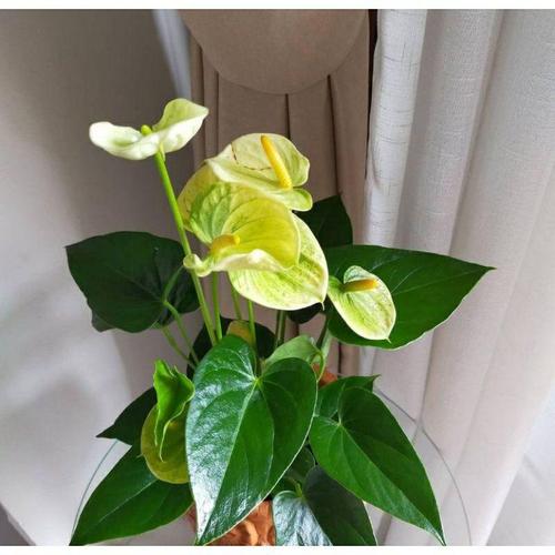 Jual Tanaman hias pohon Anthurium mickey mouse/bunga kuning/pot indoor ...