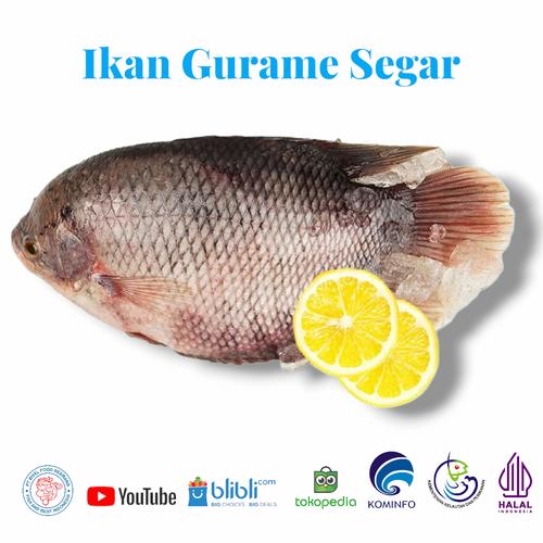 Jual Ikan Gurame Segar 1kg - Halal & Bersertifikat dari PT Rivel Group ...