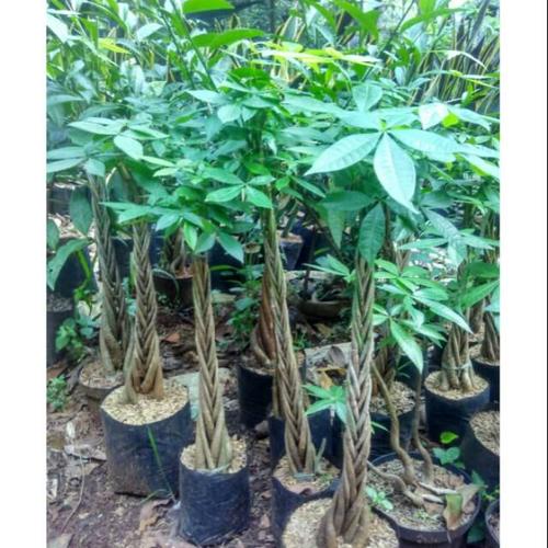 Jual Pacira kepang 9 / biasa di sebut pohon uang pacira unik tanaman ...