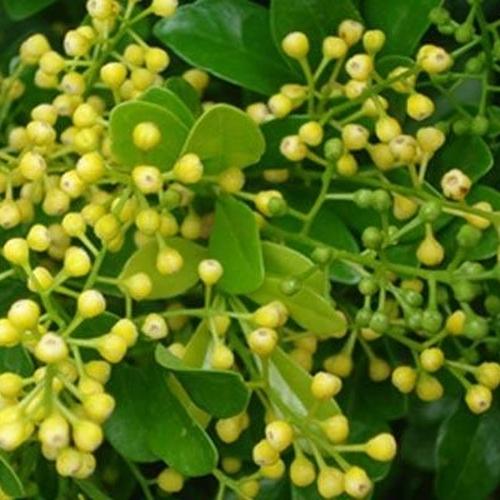 Jual Tanaman Bunga Pacar Cina / Kemuning Cina / Chinese Parfume Tree ...