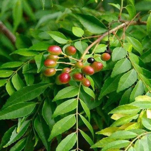 Jual Tanaman Daun Kari / Daun Salam Koja / Daun Kare / Curry Tree ...