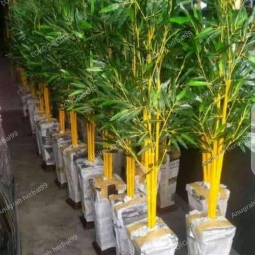 Jual bibit bambu kuning siap tanam bibit tanaman pohon bambu kuning ...