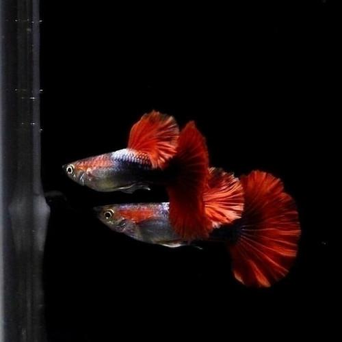 Jual Ikan Hias Guppy Hb Red Rose Tail - betina - Kota Depok - jayaguppy ...