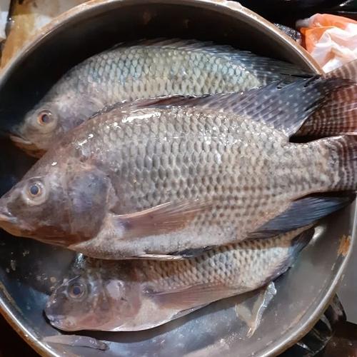 Jual ikan mujair nila segar - 500 Gram, Dibersihkan - Jakarta Pusat ...