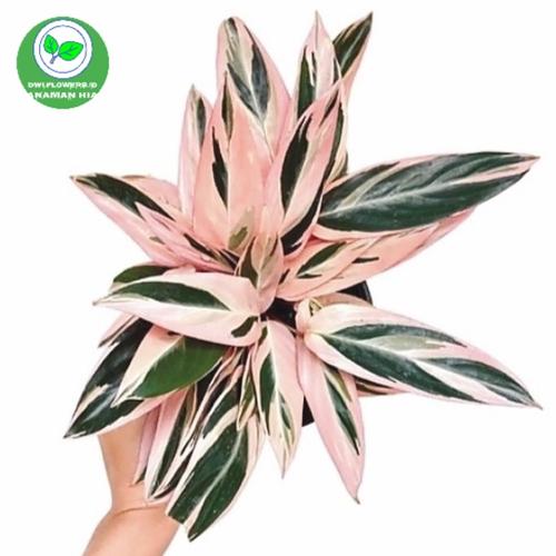 Promo Bunga Calatea Multicolor Tanaman Hias Calathea Trecolour Kalatea ...