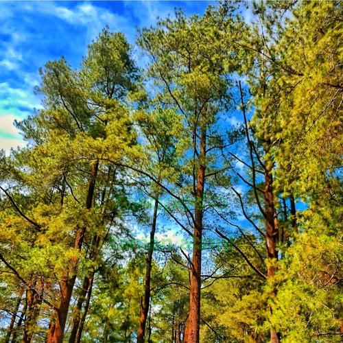 Jual pohon pinus - bibit tanaman pohon pinus - Kab. Bogor - Taman Alami ...
