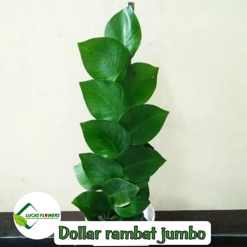 Jual Tanaman hias zamia dollar rambat daun besar - Kota Tangerang ...