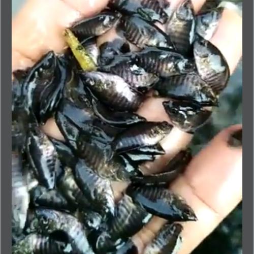 Jual bibit gurso/gurame soang per 1000 ek - Kota Depok - Denok fish ...